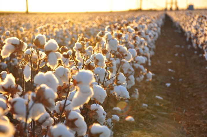Macquarie buys into Australia's largest cotton farm