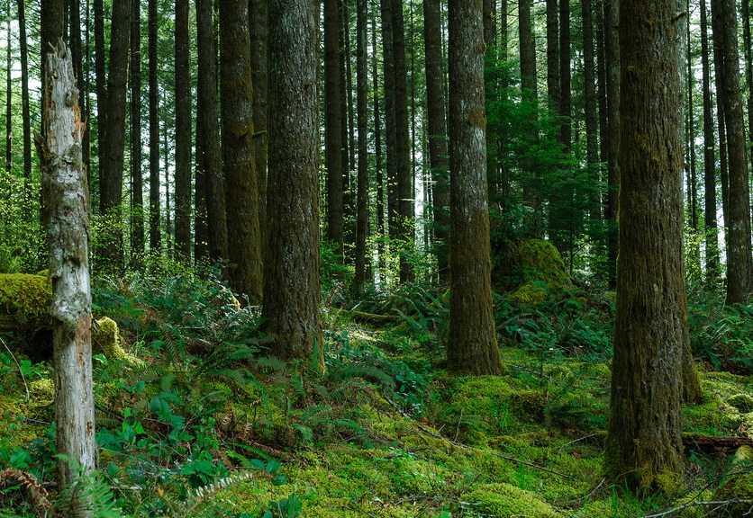 Northwest US leads timber returns in 2017