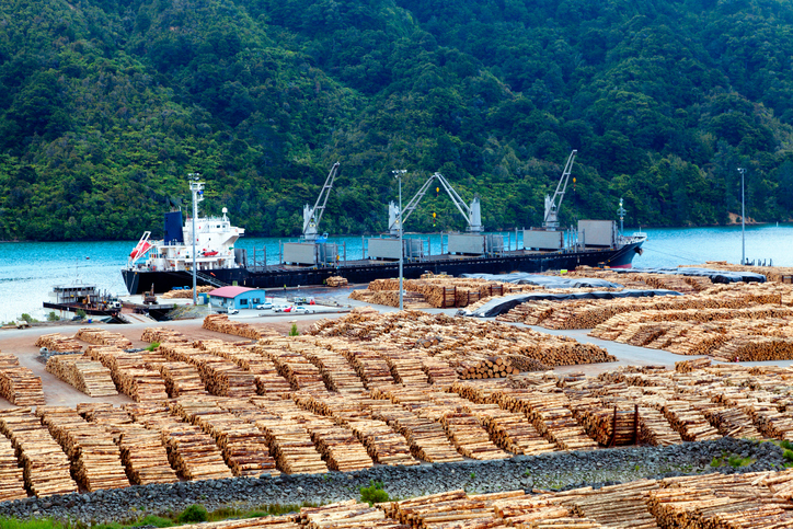 Timber investment central to NZ Super Fund’s strong returns