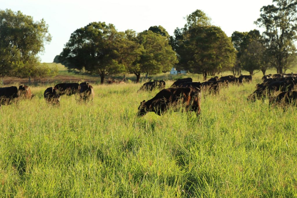 Australian grain-fed beef exports could grow 65% by 2030 | Agri Investor