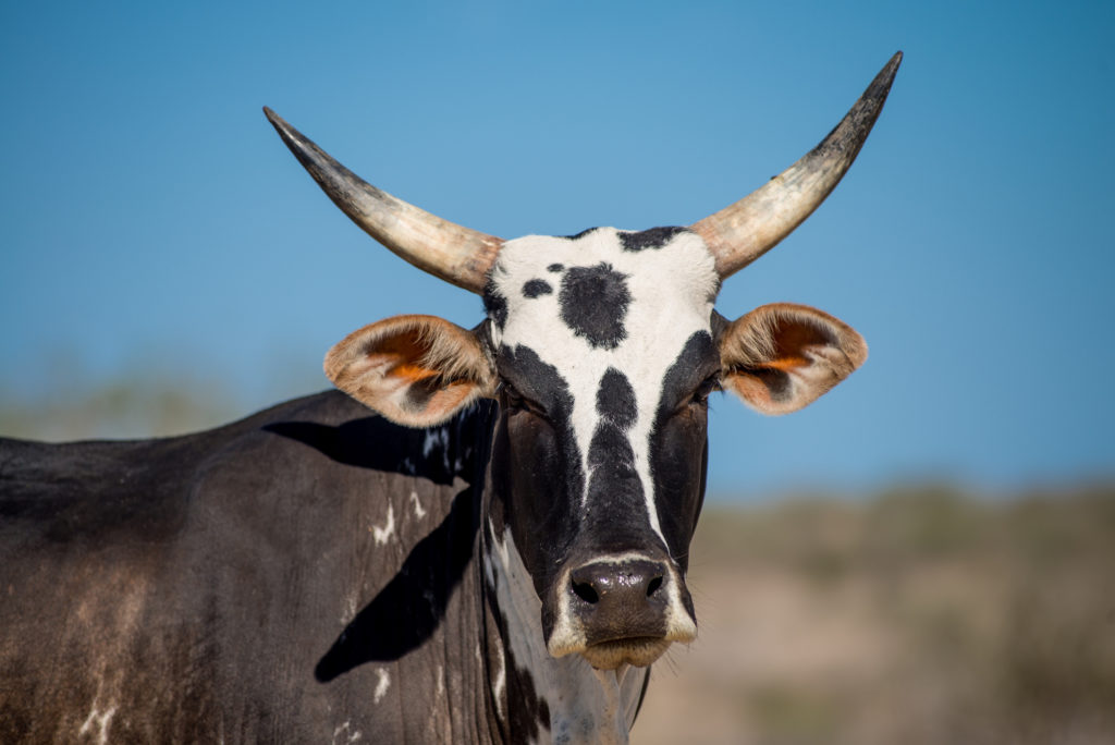 UK Export Finance's $73m loan to help rehabilitate Angola's cattle sector