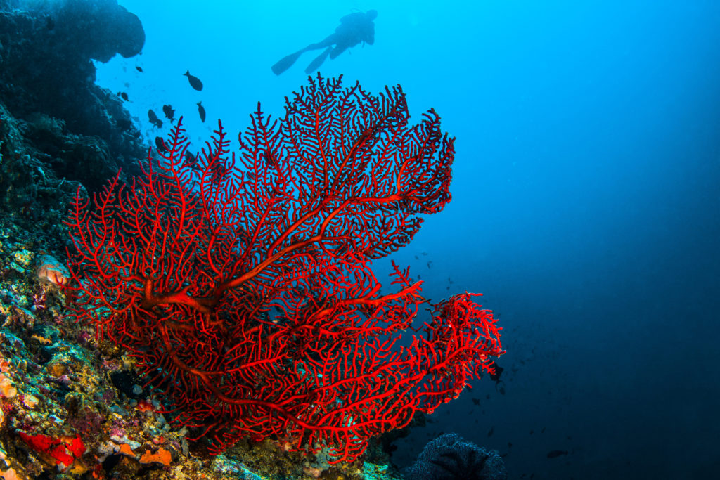 Red Reef brings in $61m towards $300m target