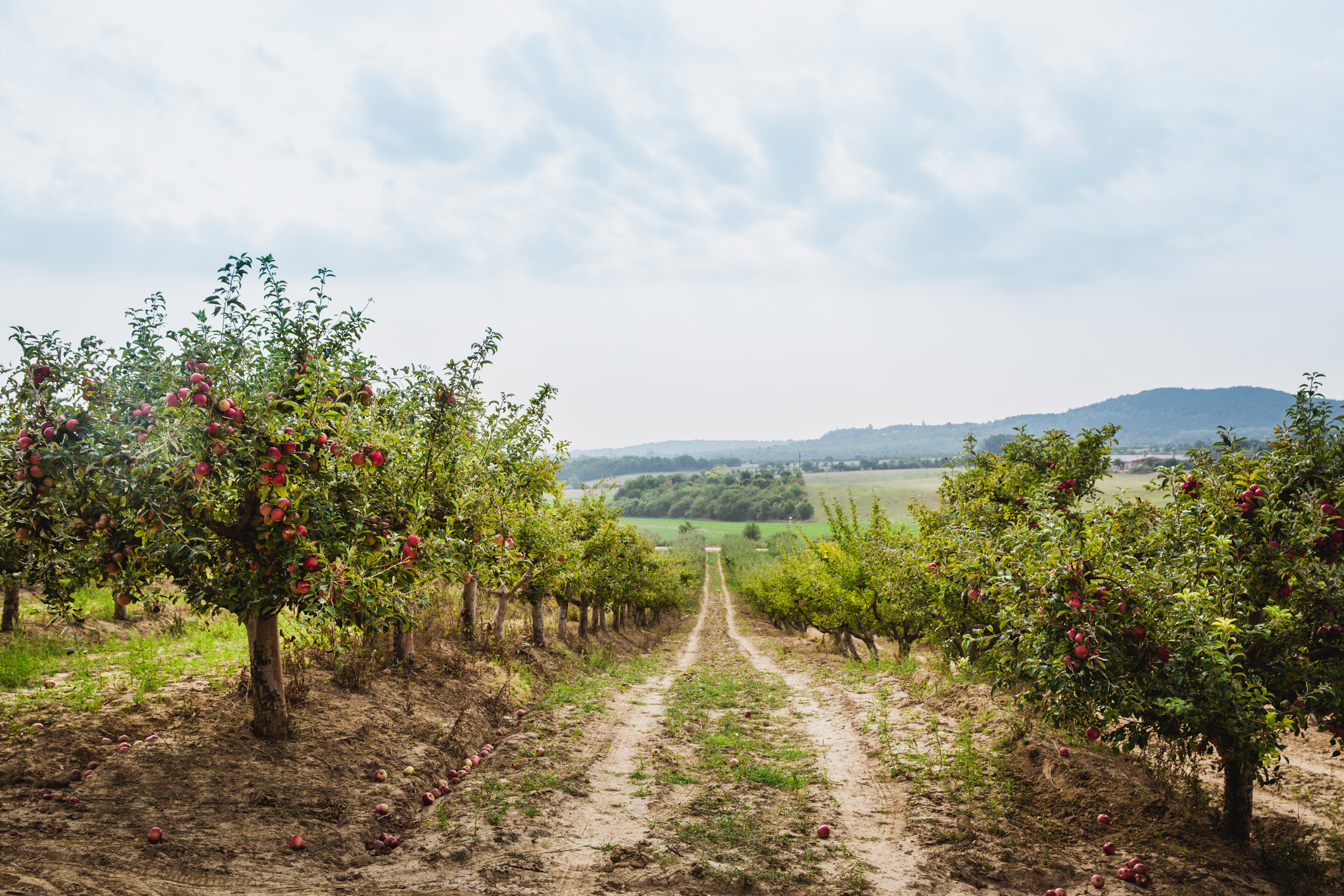 Craigmore Sustainables acquires New Zealand apple orchards