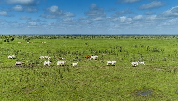 Insight Investment sells NT stations to Rallen Australia | Agri Investor
