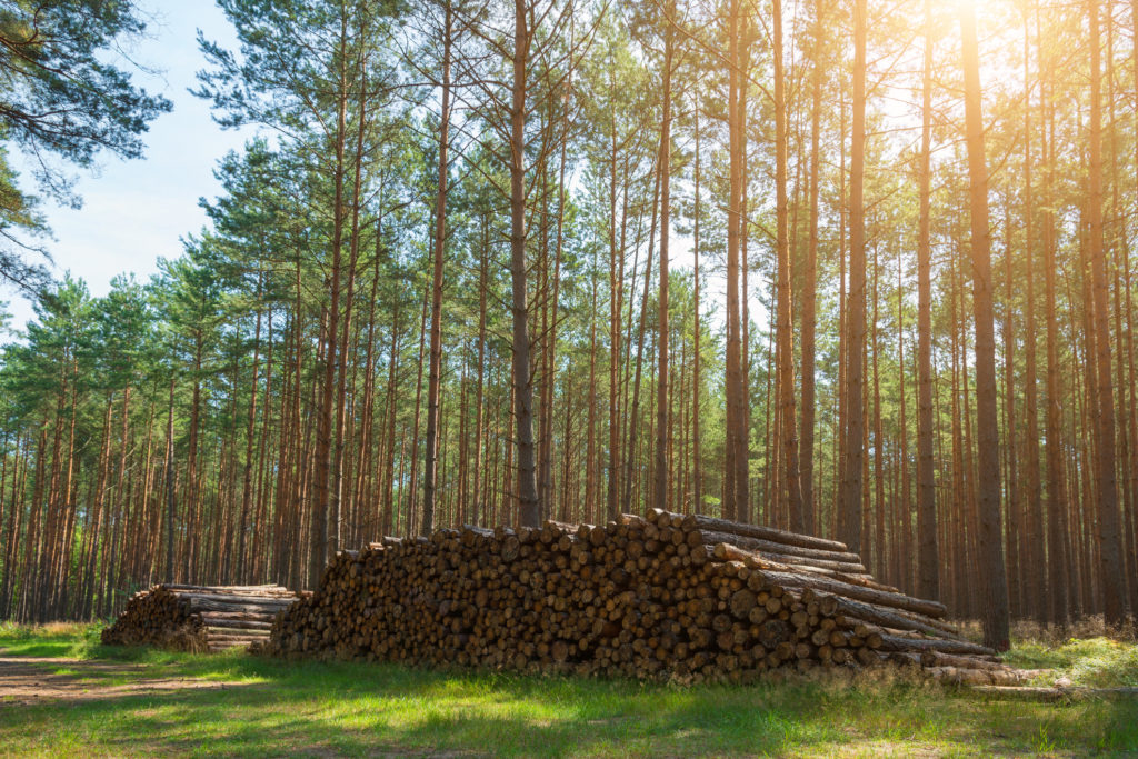 What does 2023 have in store for natural assets?