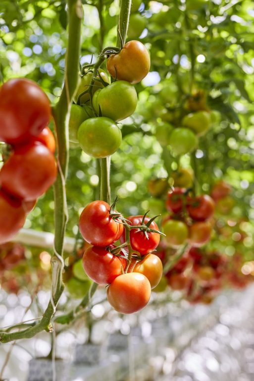 First State Super-backed fund invests in Flavorite tomatoes | Agri Investor