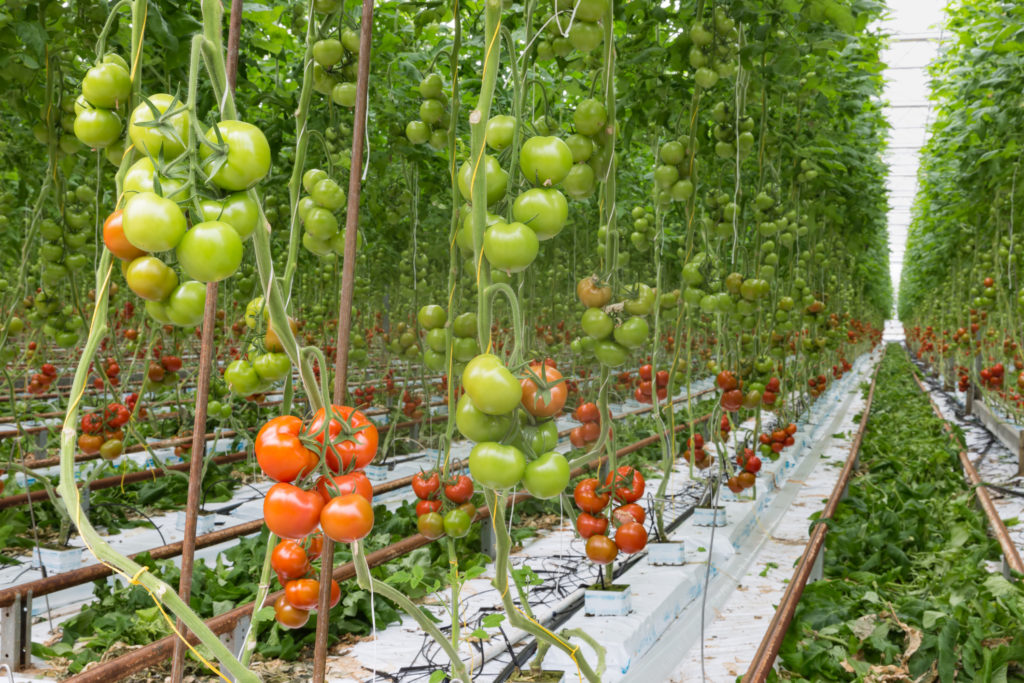 Roc Partners' Flavorite merges with local family business | Agri Investor