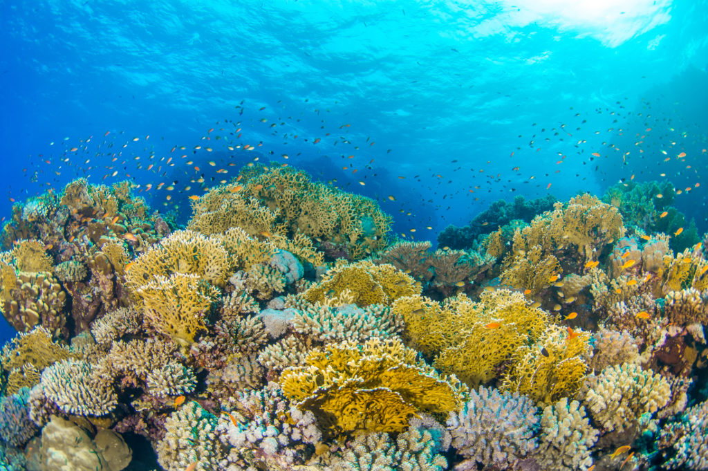Queensland buys 18,000 Great Barrier Reef credits | Agri Investor