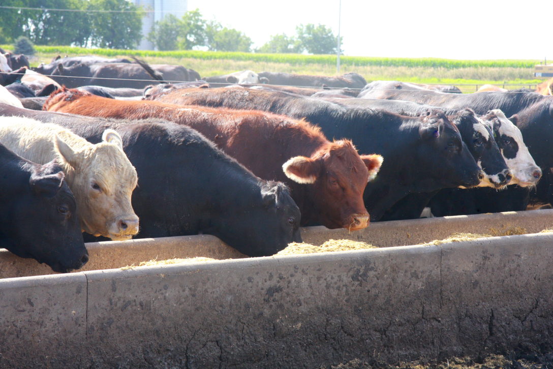 AGR eyes animal welfare premiums after GPCC acquisition | Agri Investor