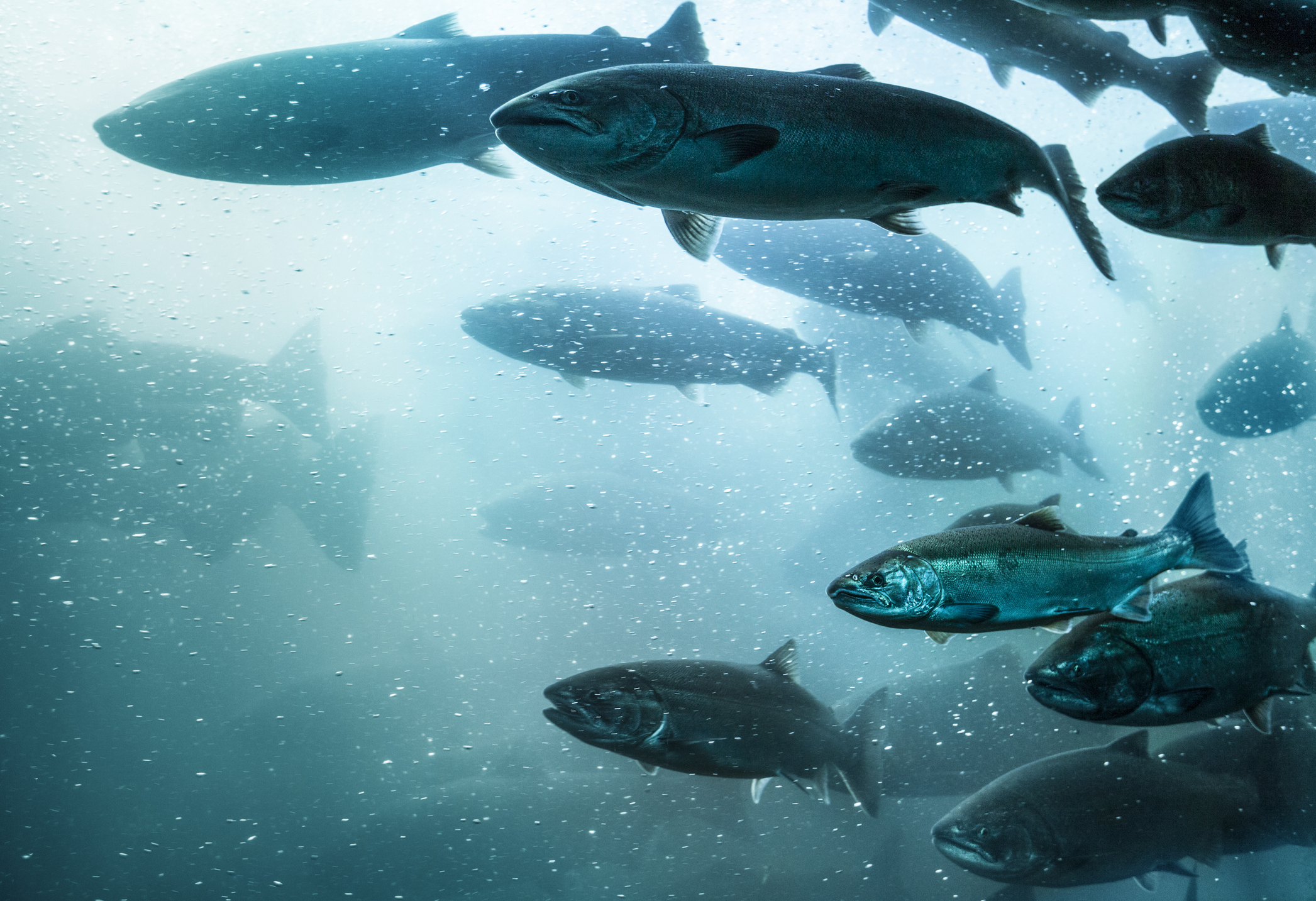 Pure Salmon relocates to Abu Dhabi amid expansion push | Agri Investor