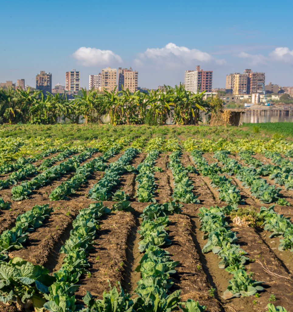 Phatisa reaches $143m final close on Food Fund II