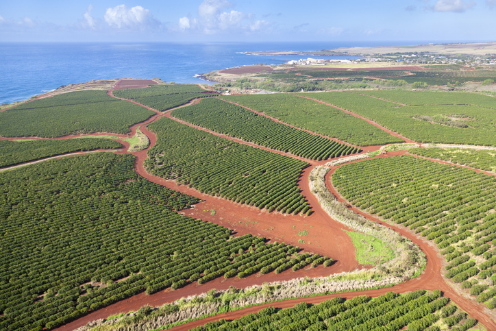 PSP-backed Mahi Pono COO relocates from Hawaii | Agri Investor