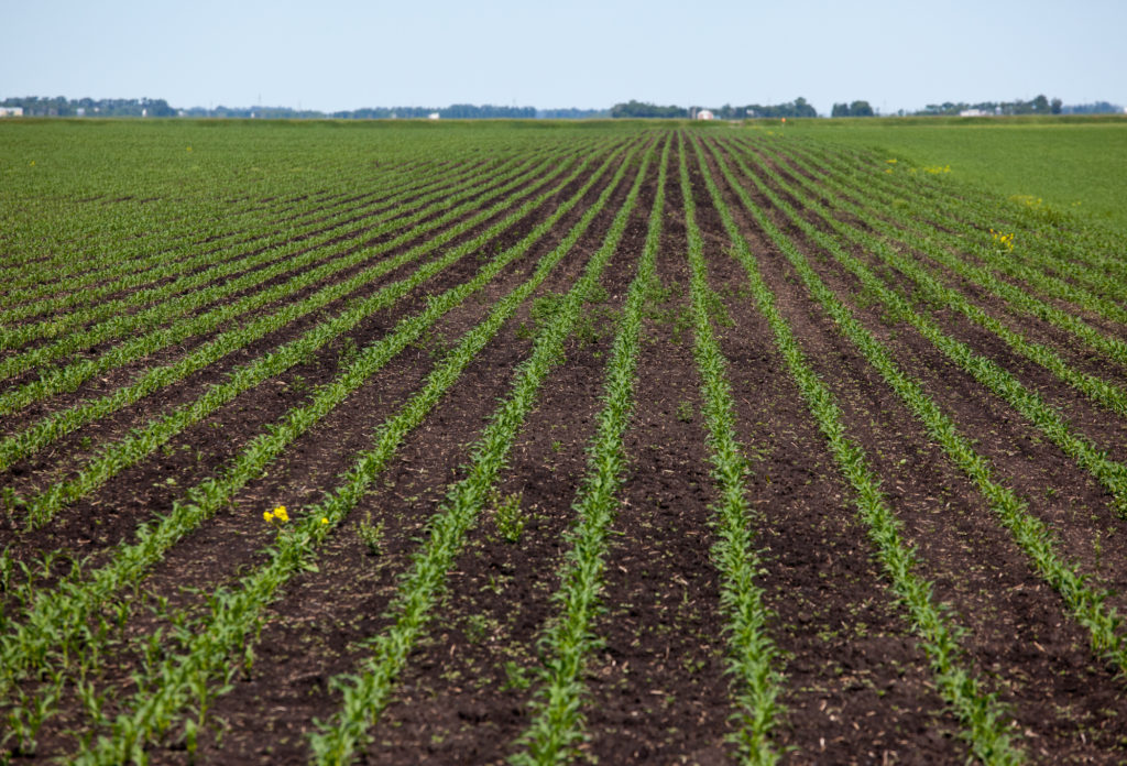 US row crop returns outperform permanent crops in Q1 | Agri Investor