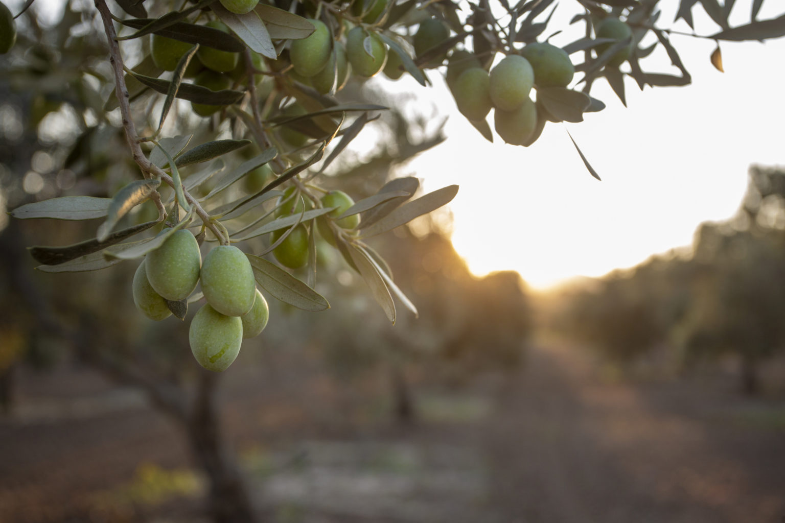 EXEO Capital exits South African olive business