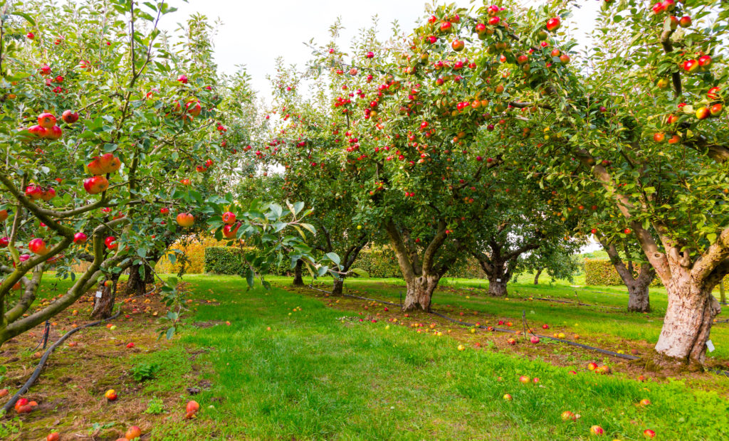 Craigmore fund nears NZ$300m hard-cap – exclusive | Agri Investor