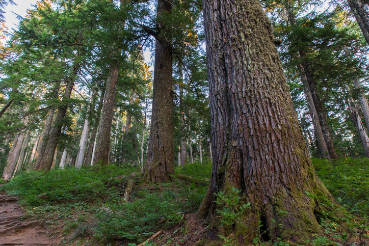 SBCERS commits $15m each to TIR and Vision Ridge | Agri Investor