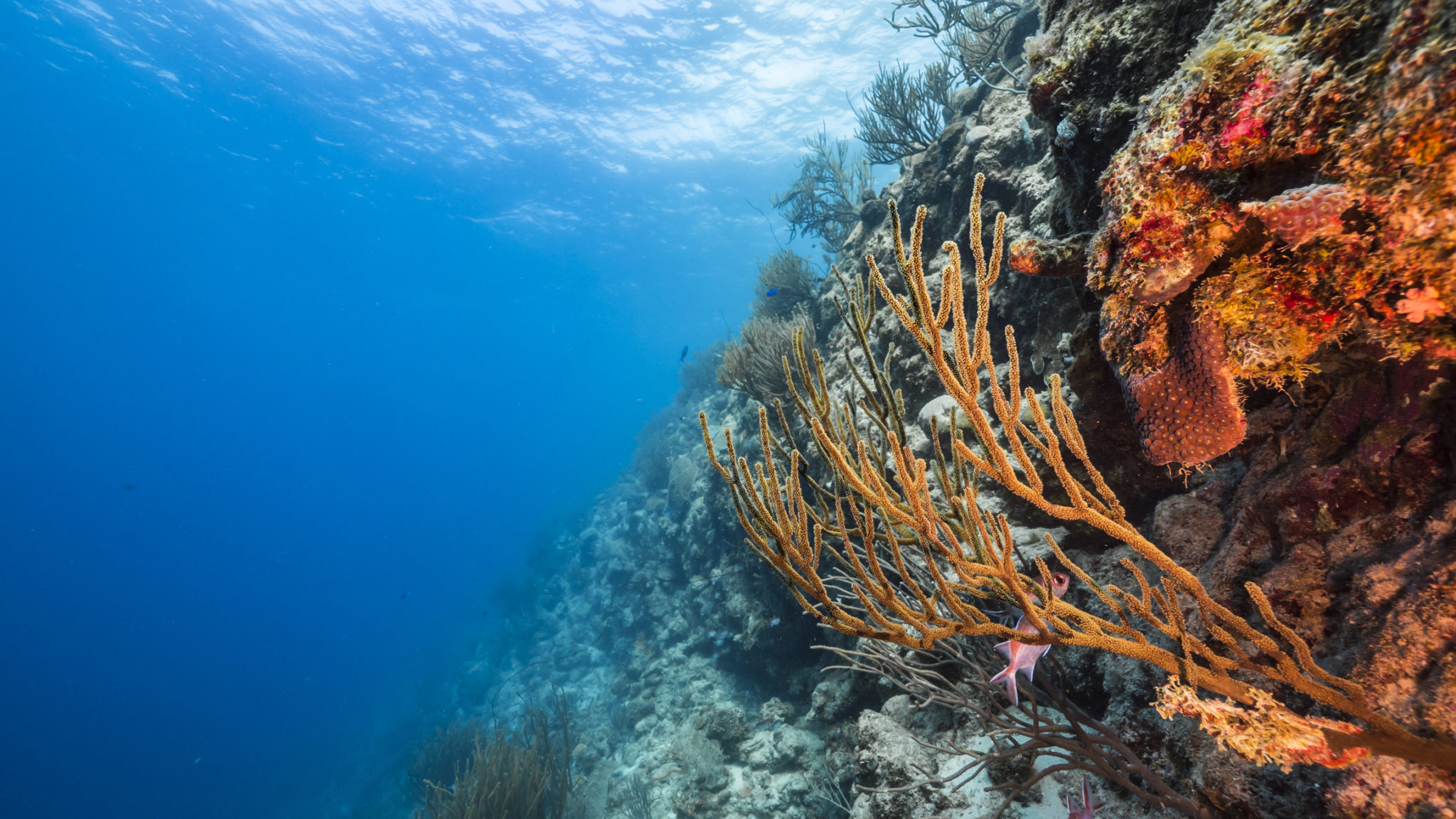 Swen links carried interest to ocean fund’s impact targets