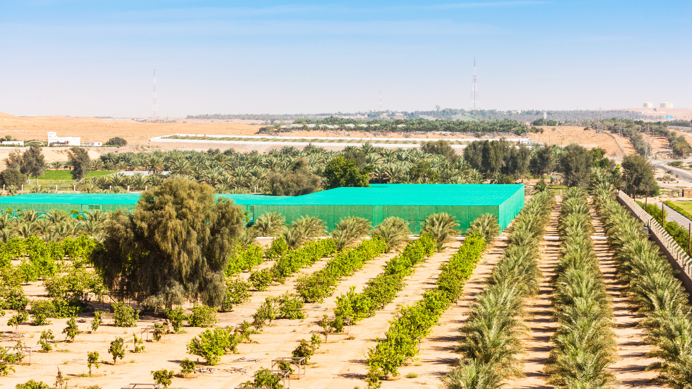 How Abu Dhabi’s ADQ is strengthening food security | Agri Investor