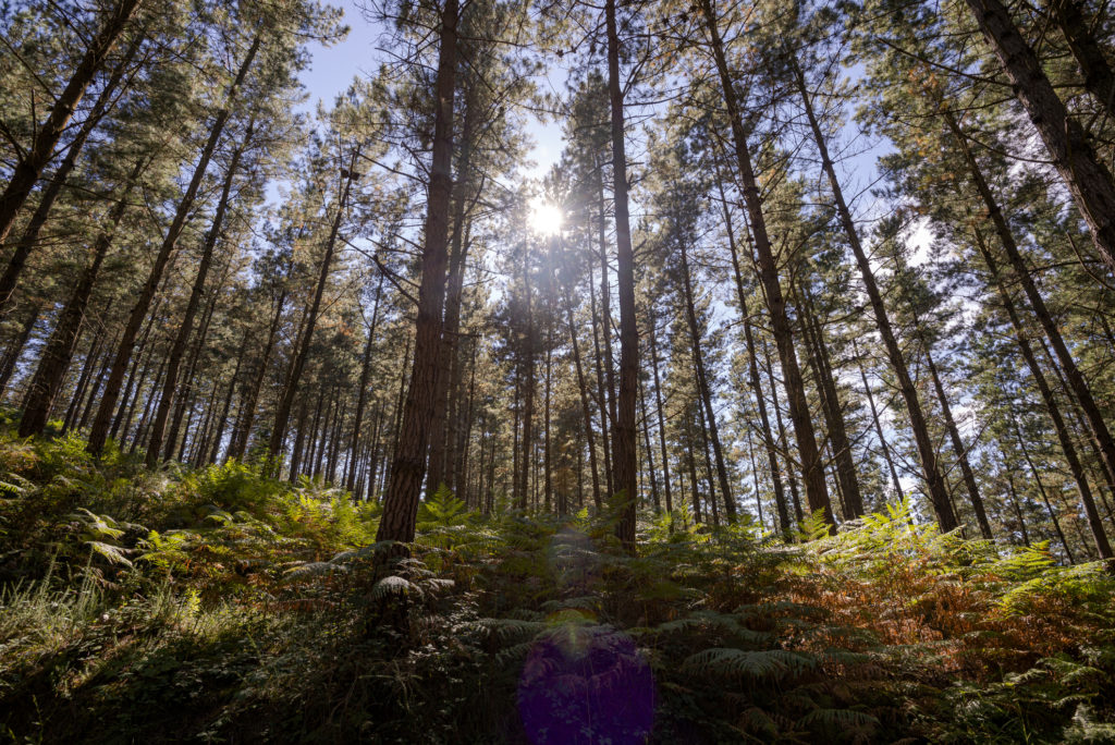 Sumitomo Forestry and Eastwood Forests establish ¥60bn US timber fund ...