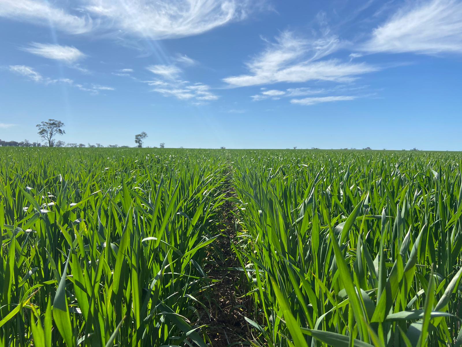 Proving the link between natural capital and farm profits | AgrI Investor