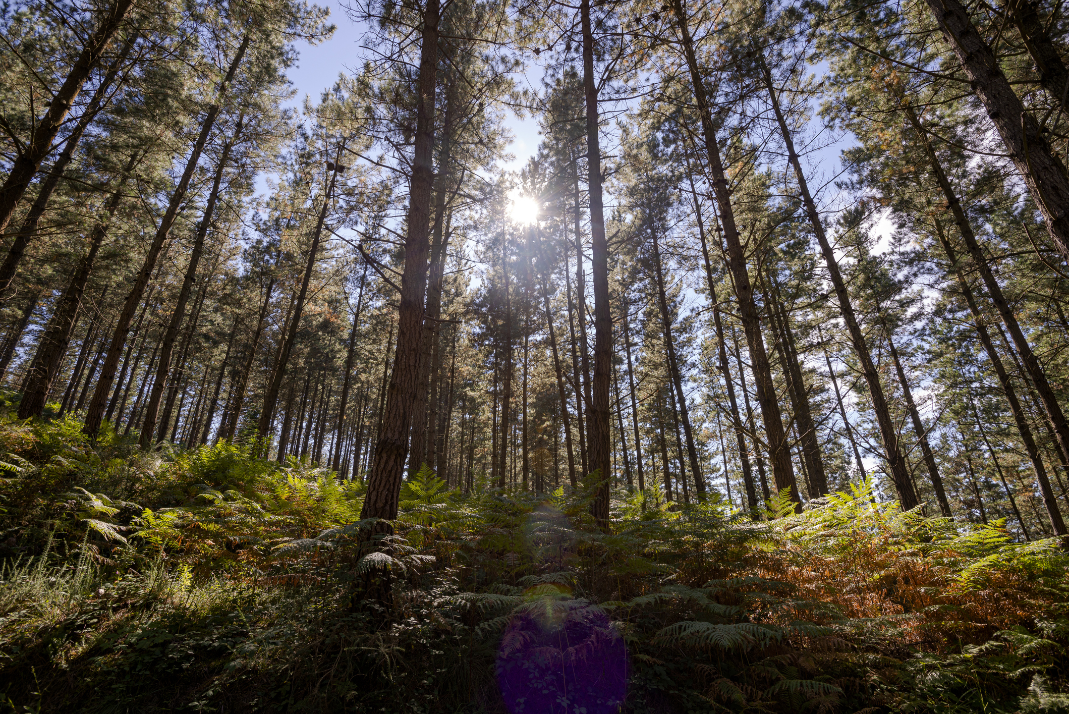 Forestry managers are in a race to become LPs' one-stop shop