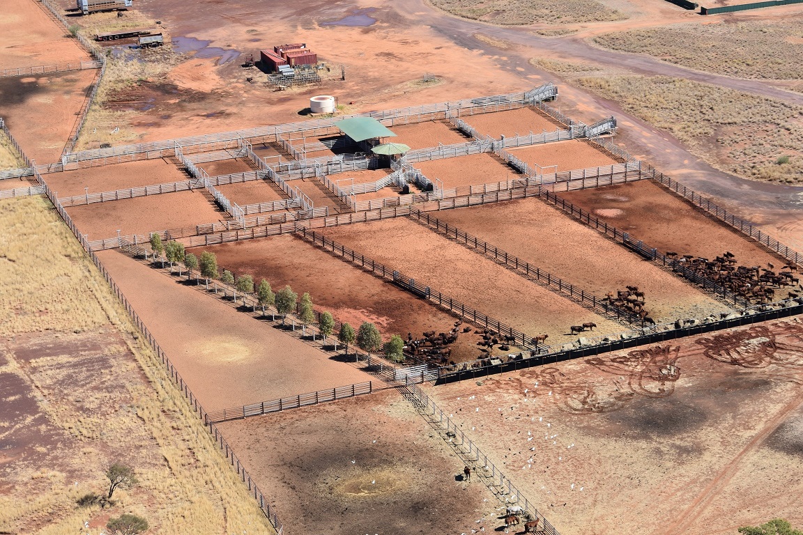 Tattarang buys Balfour Downs from TBG Agribusiness | Agri Investor