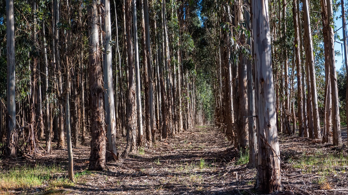 New Forests acquires 91,000-acre timberland asset