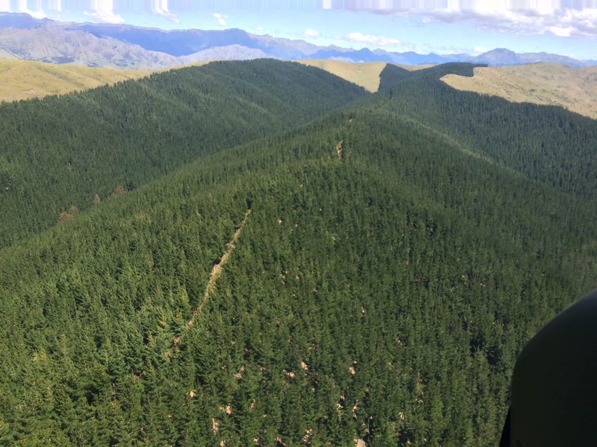 New Forests completes deployment of Australia New Zealand Forest Fund 3 ...