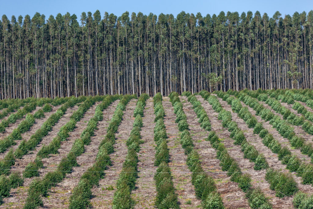 CAP teams with FMO to back timber spin-out | Agri Investor
