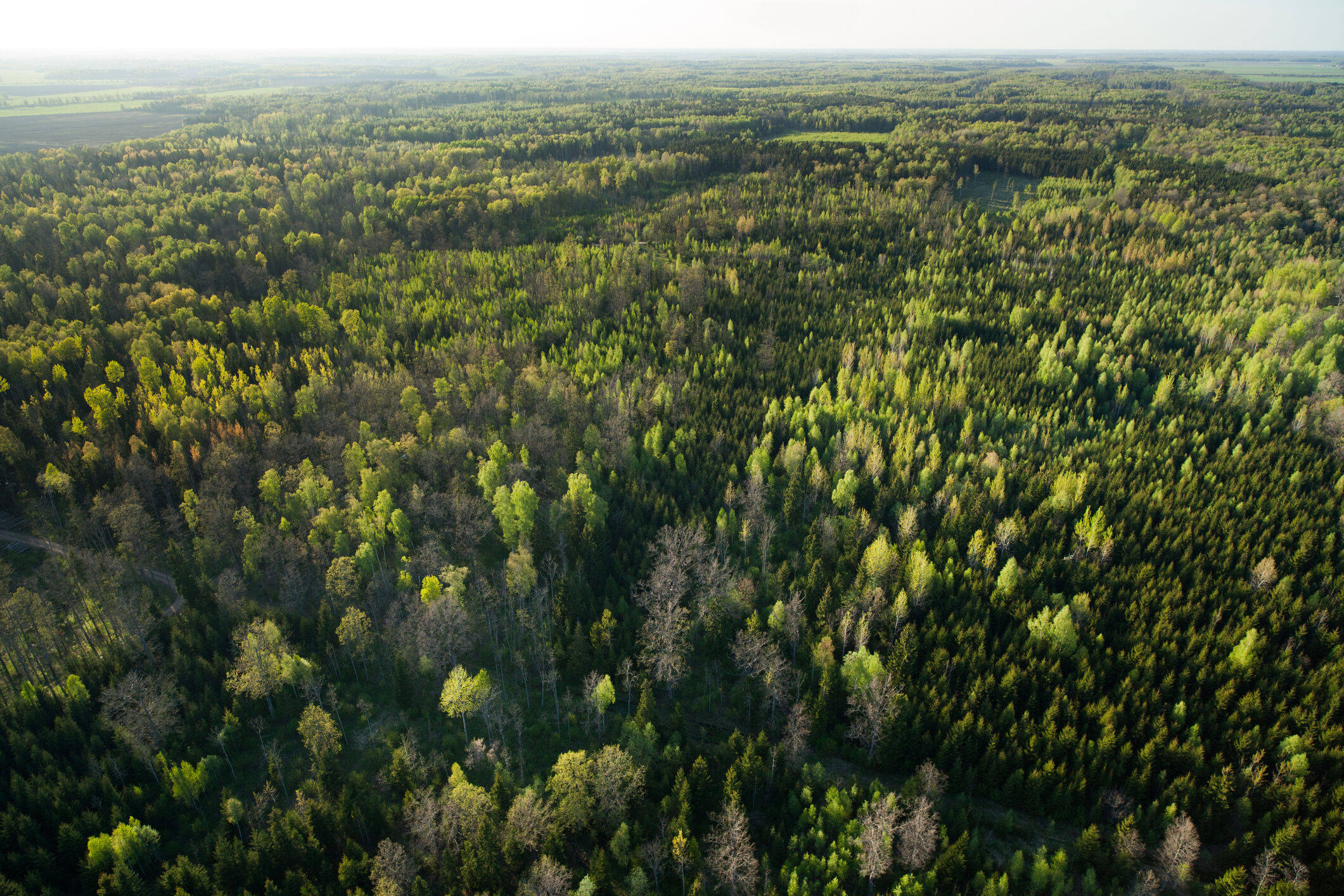 New Forests' California deal shines light on US timber carbon strategy