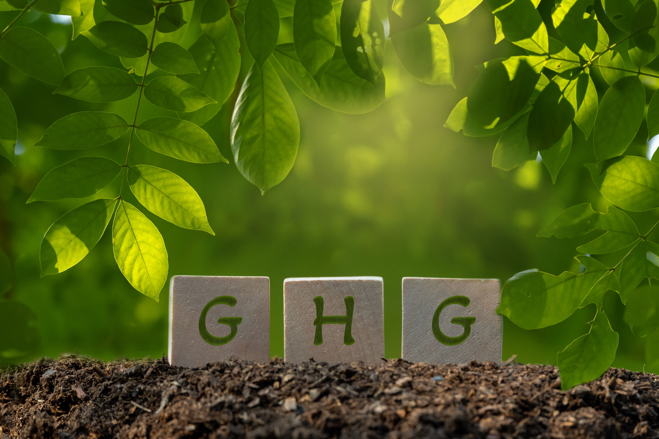 Nature-based solutions dominate H1 carbon credits issuance