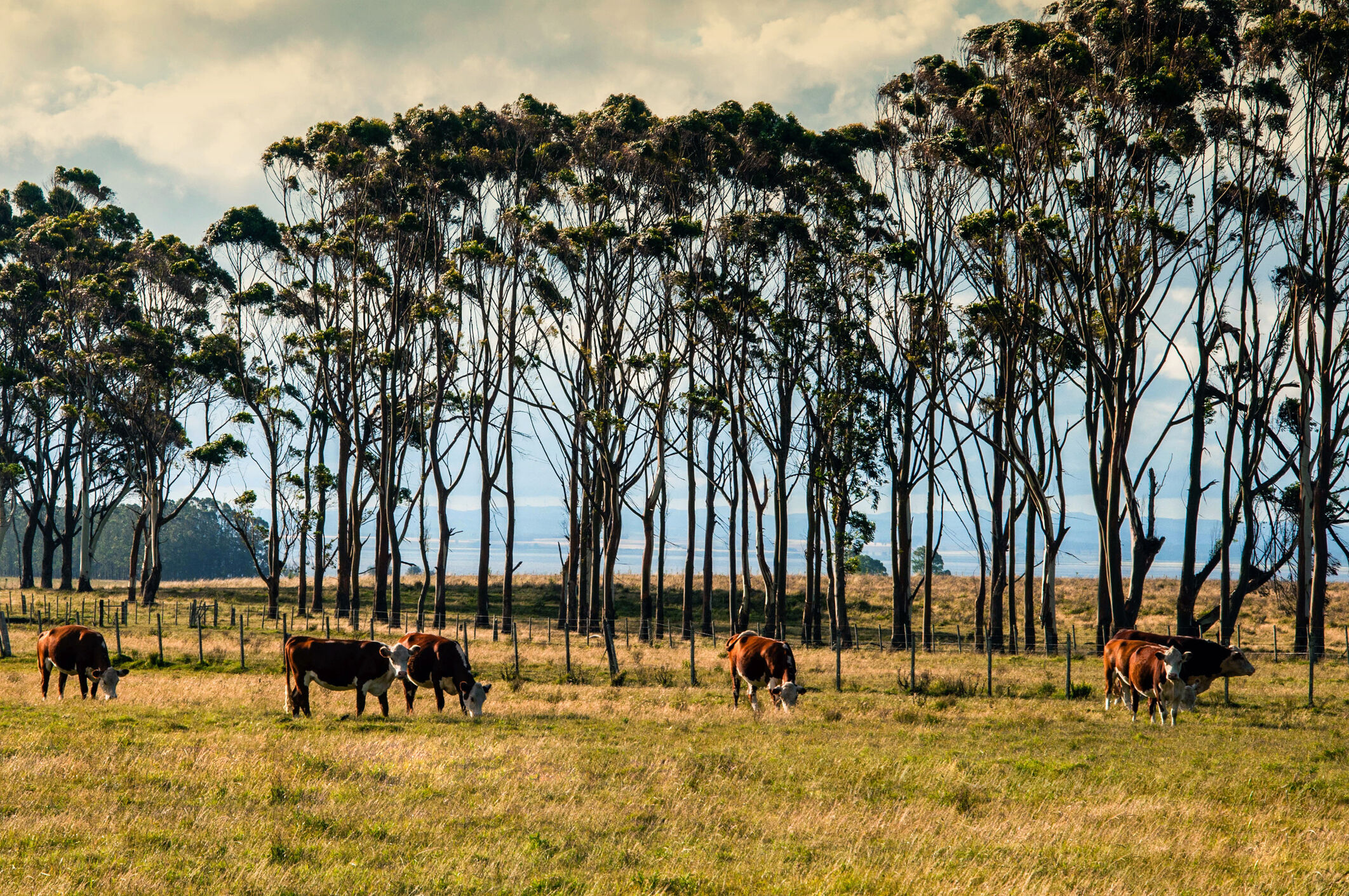 Verde Farms eyes distribution, distribution, distribution