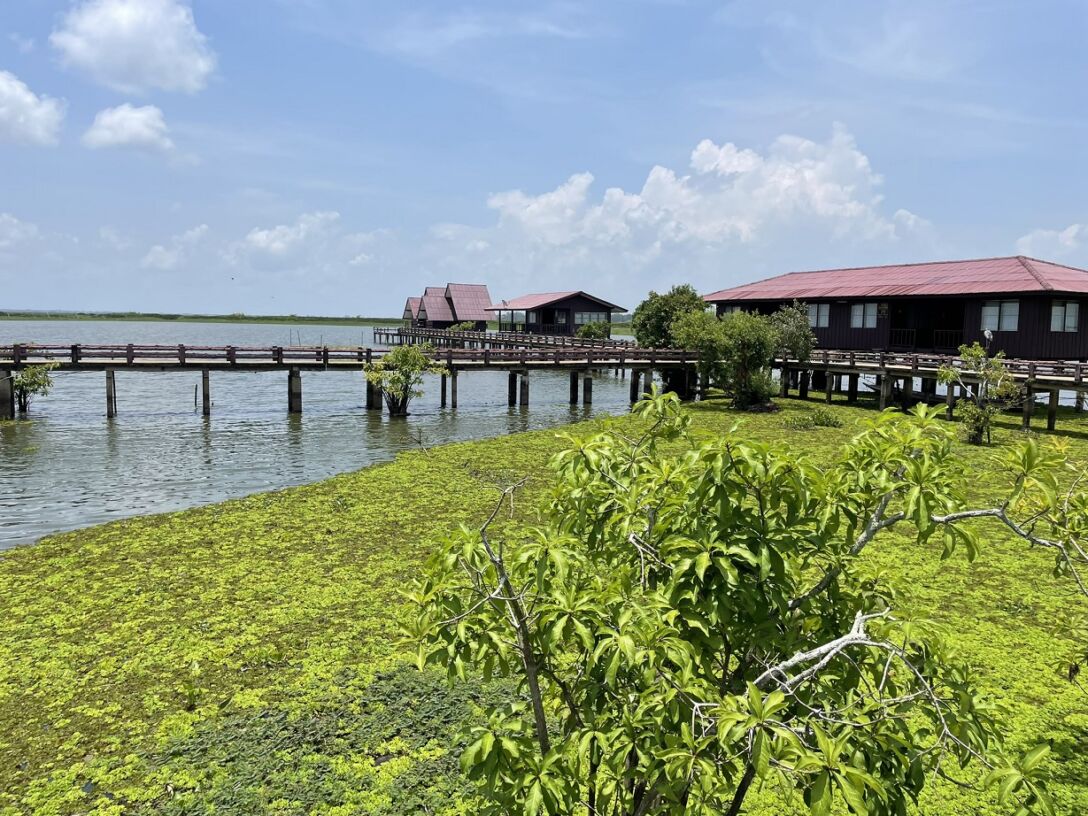 New Forests’ TAFF2 makes first investment in Thai peat swamp forest ...