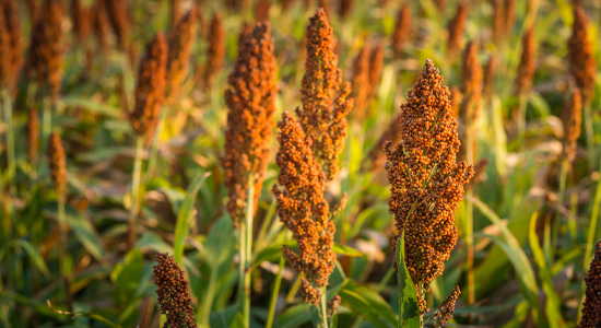 Field Notes: Broadacre farm income to rebound; SURS Illinois seeks agri ...