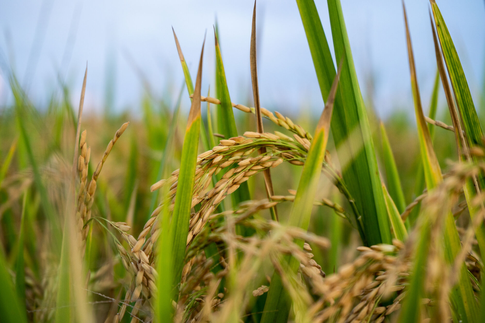 Renaissance Partners and TPG take controlling stake in SICIT