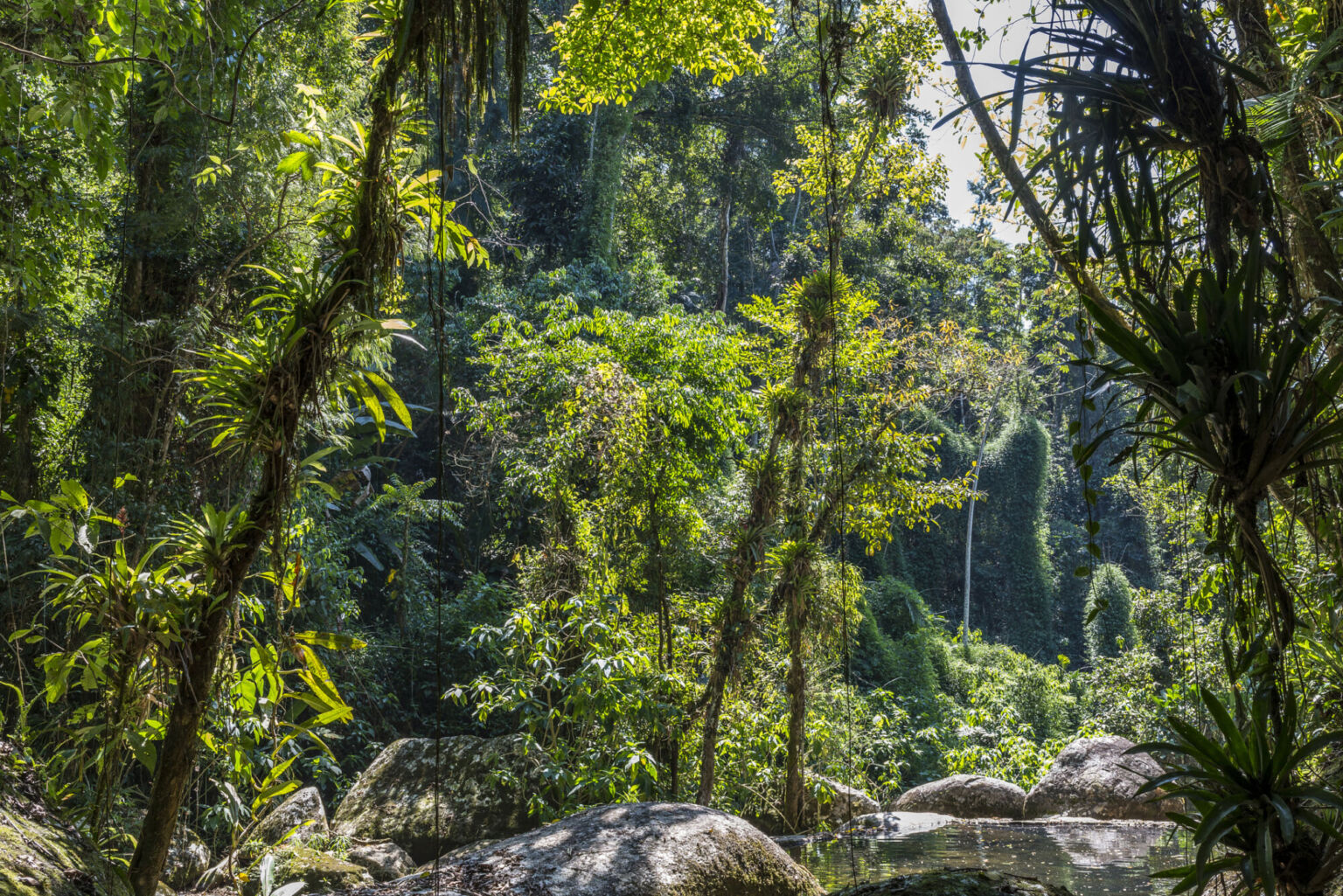 Why Patria is taking a $100m dip into LatAm reforestation | Agri Investor