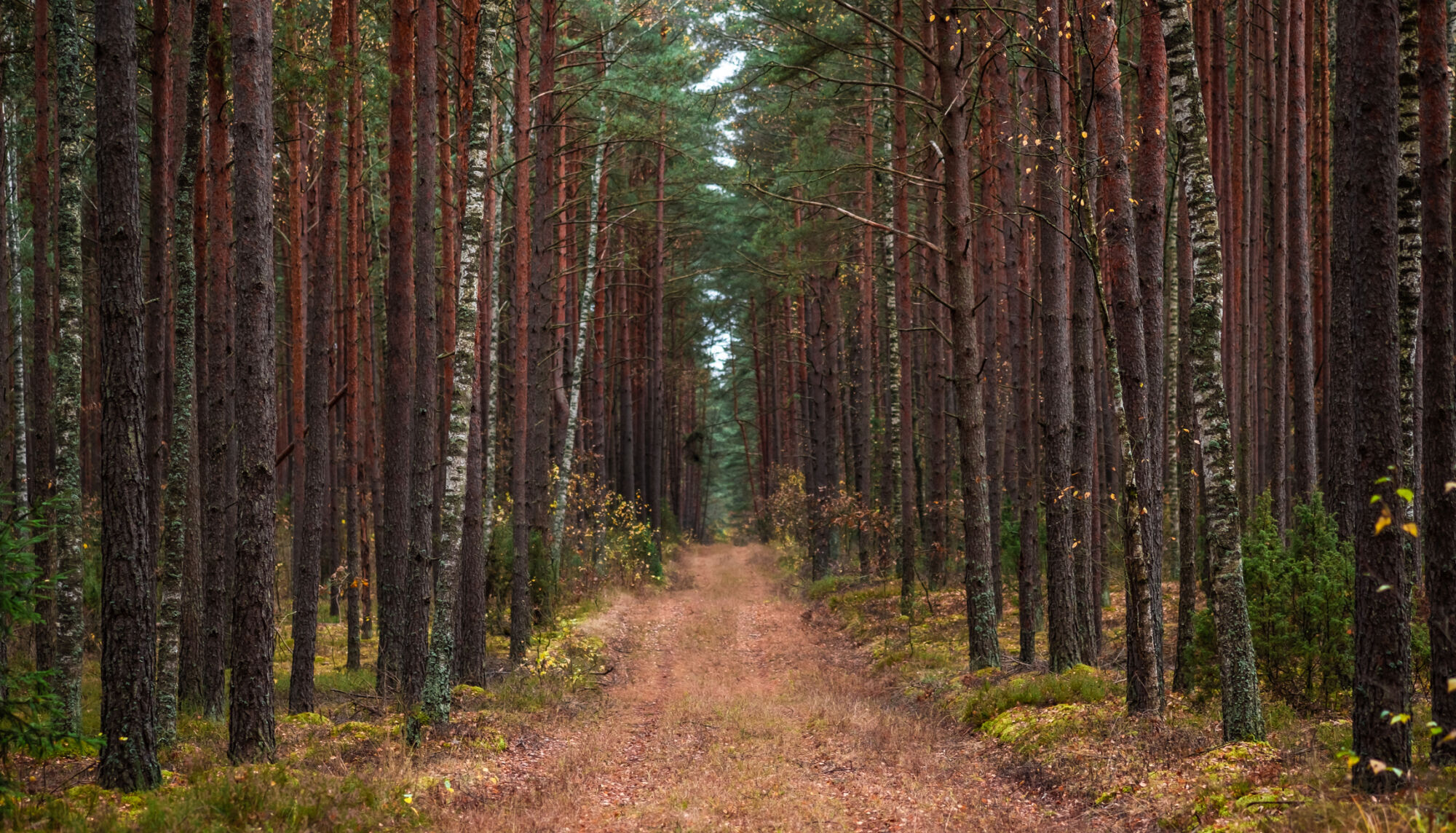 INVL nears midpoint of €200m Fund II target | Agri Investor
