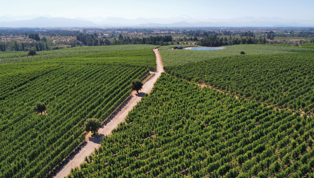 Astarte Capital Partners on why regenerative agriculture is key for ...