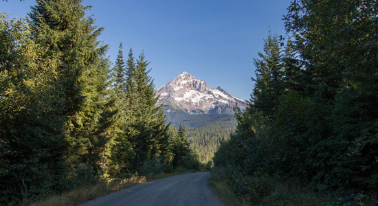 Field Notes: Fiera Comox timber fund looks to Oregon for first US deal ...