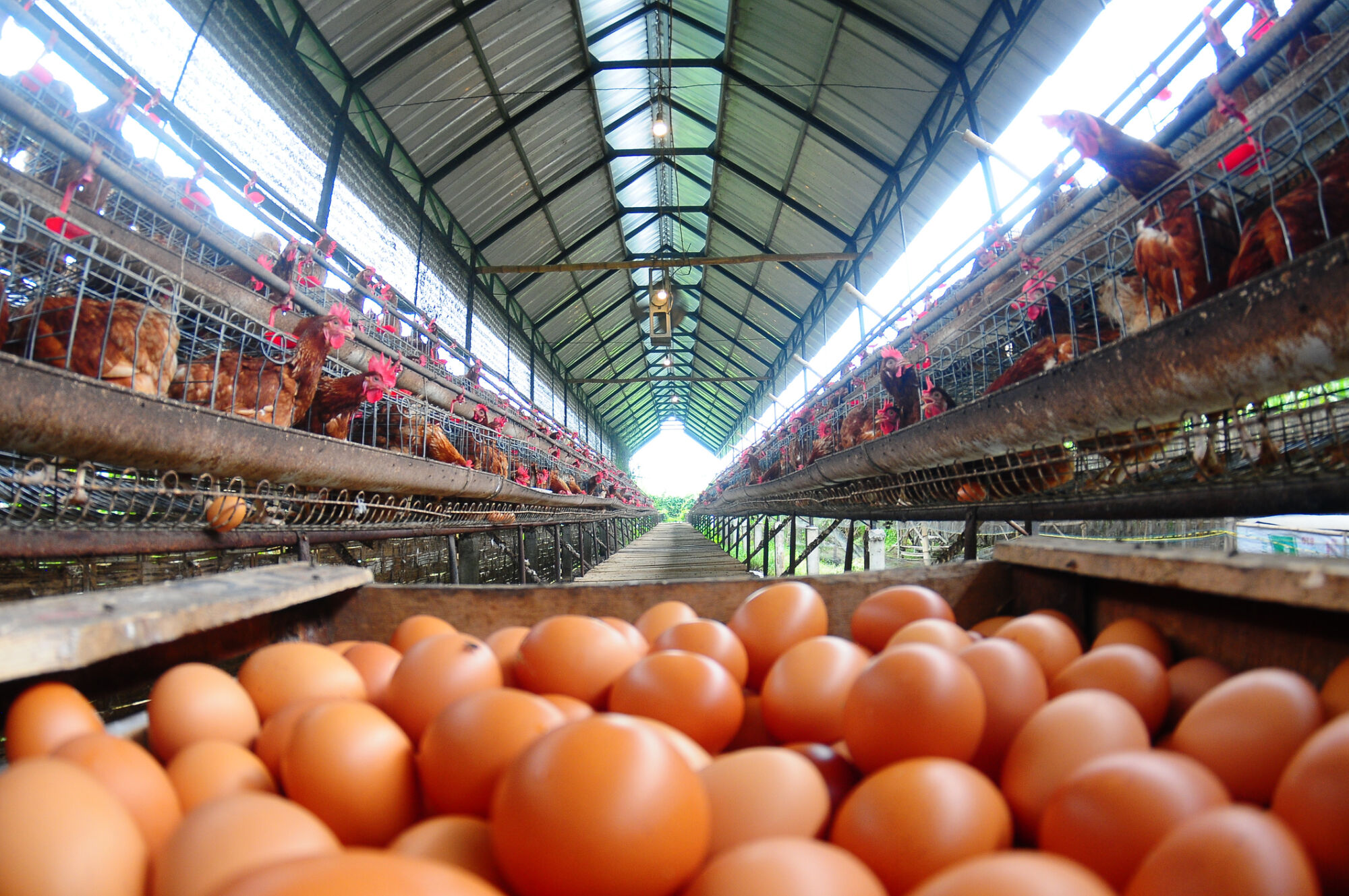 PEP takes lead role in Navis continuation vehicle poultry deal