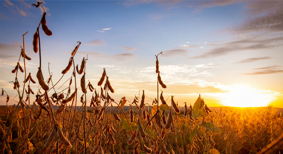 Field Notes: Expedition Ag leads Benson Hill’s post-bankruptcy revival ...