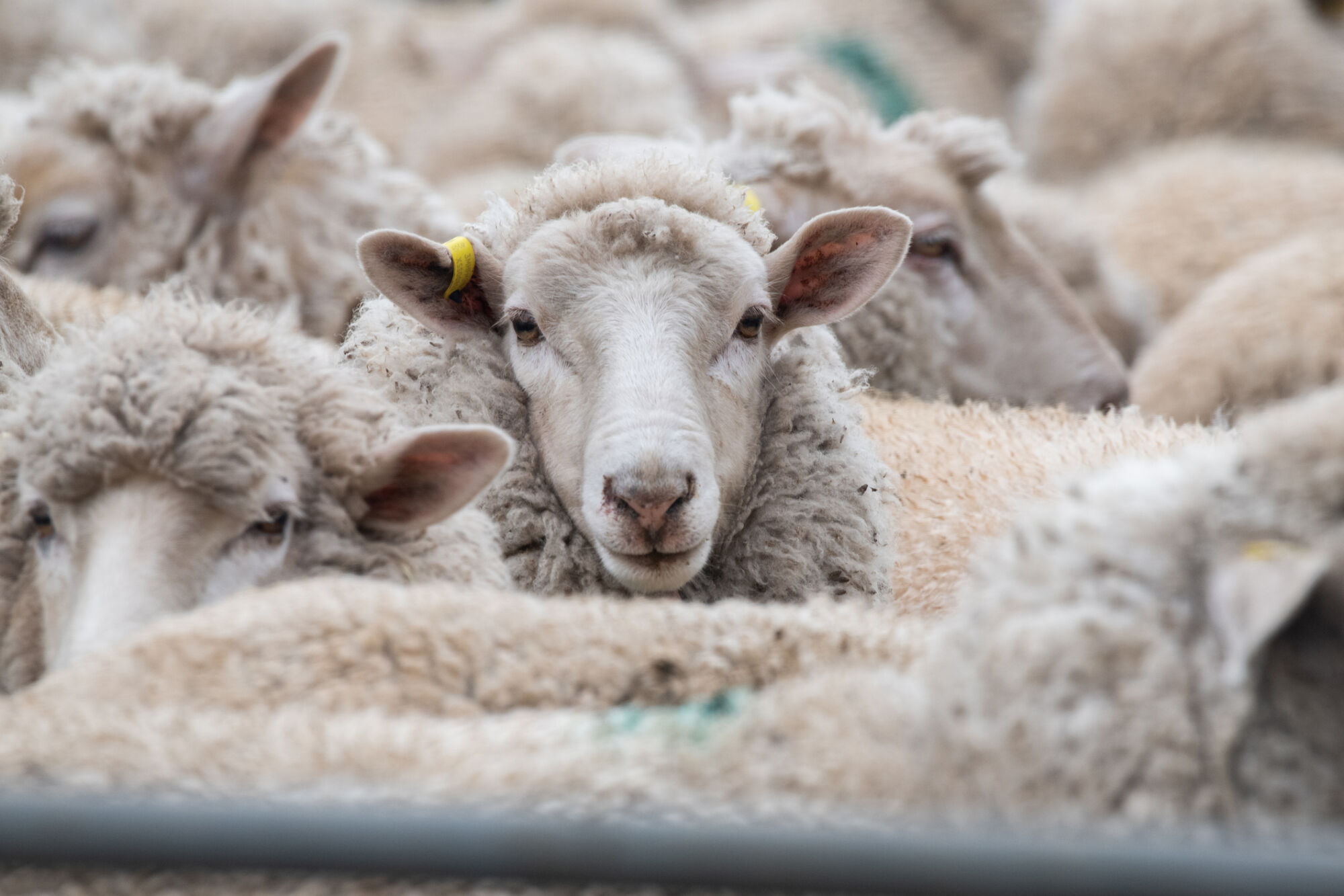 Macquarie Asset Management to sell Paraway Pastoral Company