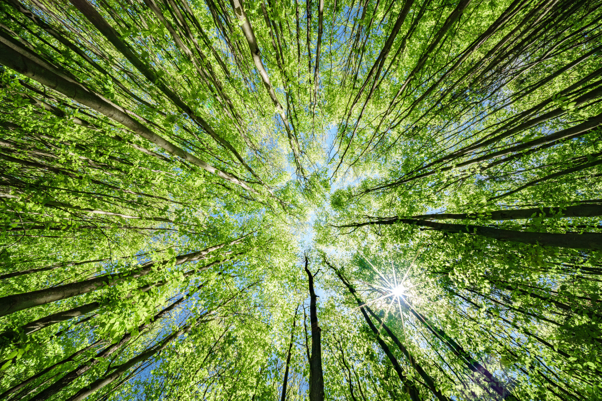IPO and back again: Foresight’s natural capital strategy is primed to scale