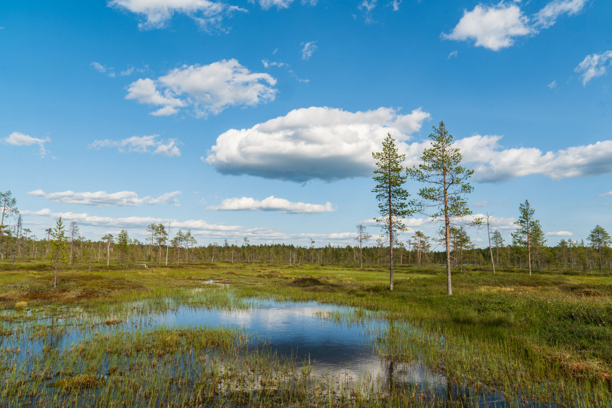 IFC weighs up $25m commitment to AXA IM natural capital fund