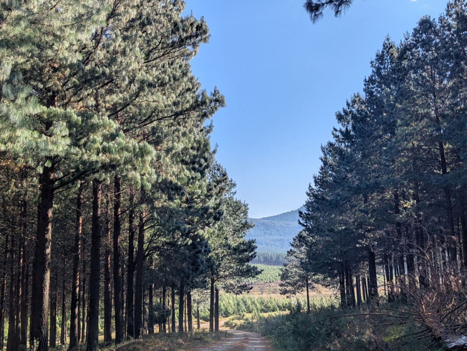 New Forests makes first South African investment with Rance Timber deal ...