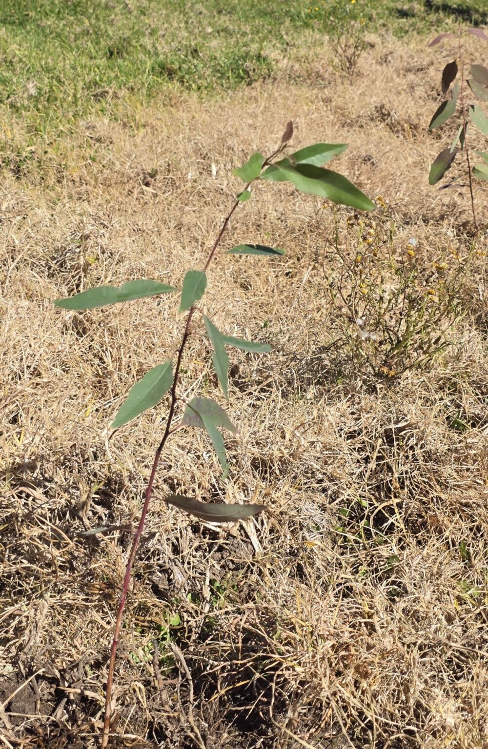 Inside the first biodiversity project in Australia’s Nature Repair Market
