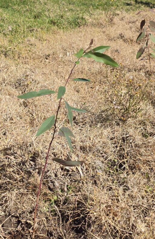 Inside the first biodiversity project in Australia’s Nature Repair Market