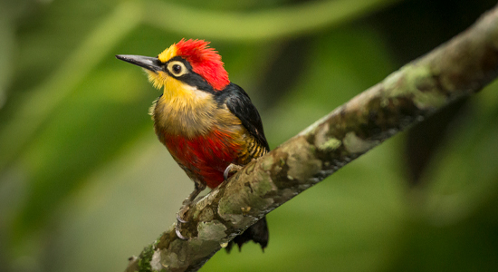 Field Notes: Qarlbo's biodiversity bet in timberland; Lucerne launches ...