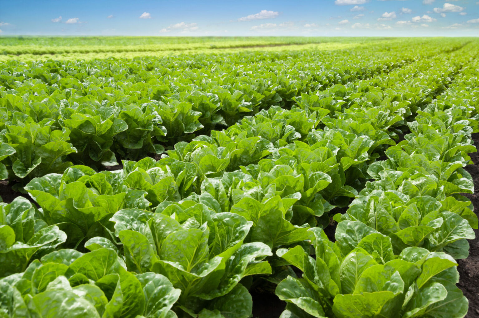 Warakirri secures two new tenants after salad producer Dicky Bill ...