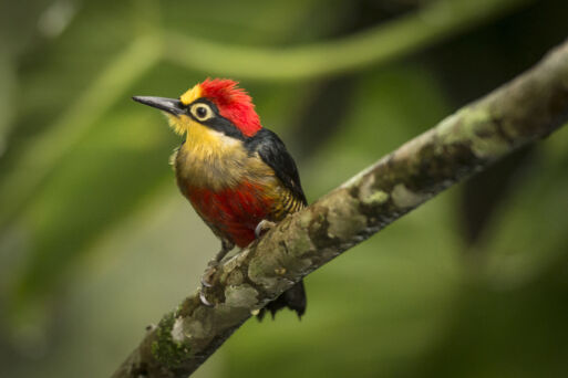 Inside Qarlbo: Biodiversity firm bets on production forests for scale ...